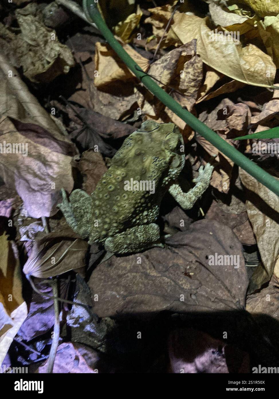 Asian Common Toad (Duttaphrynus melanostictus Stock Photo - Alamy