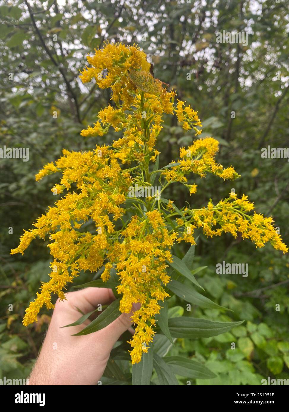 giant goldenrod (Solidago gigantea Stock Photo - Alamy