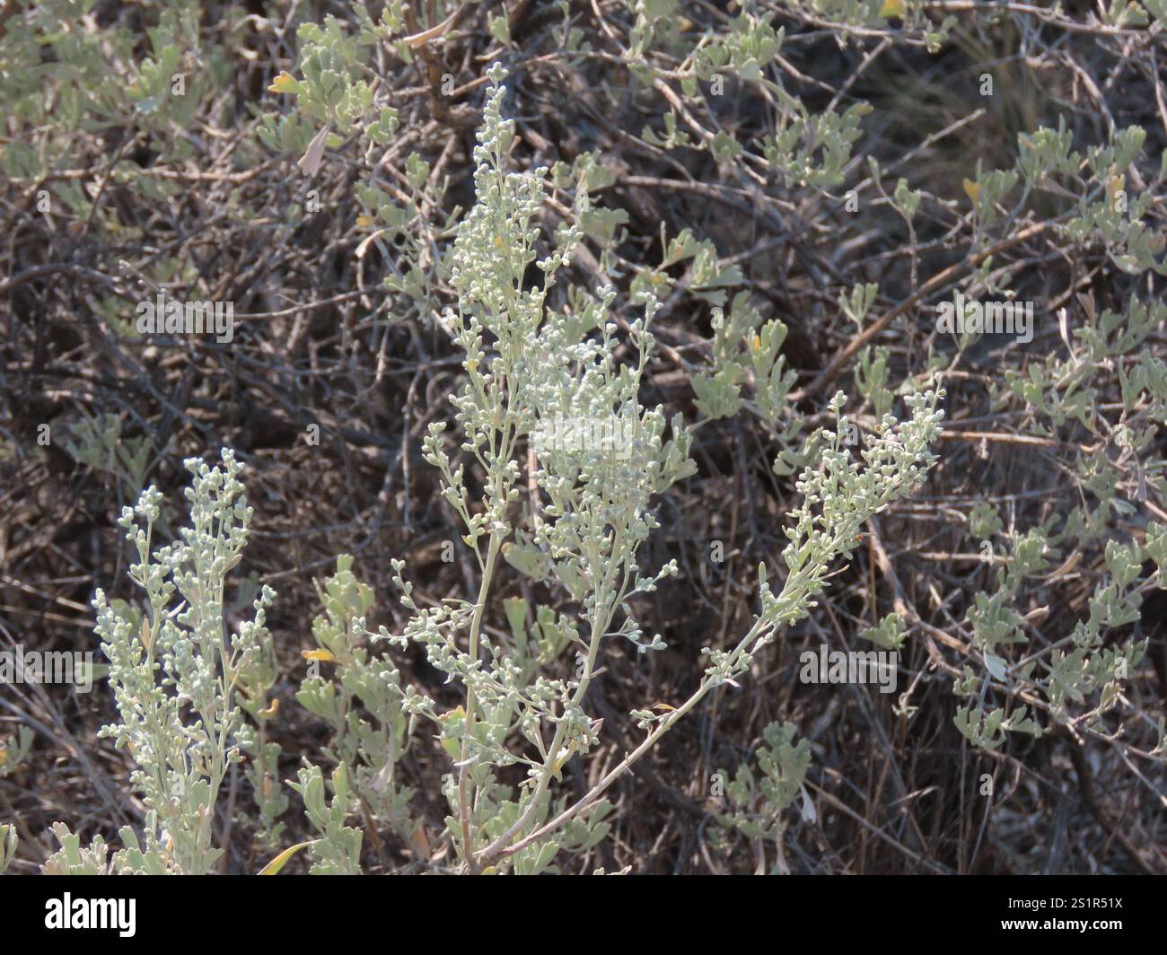 Big Sagebrush (Artemisia tridentata Stock Photo - Alamy