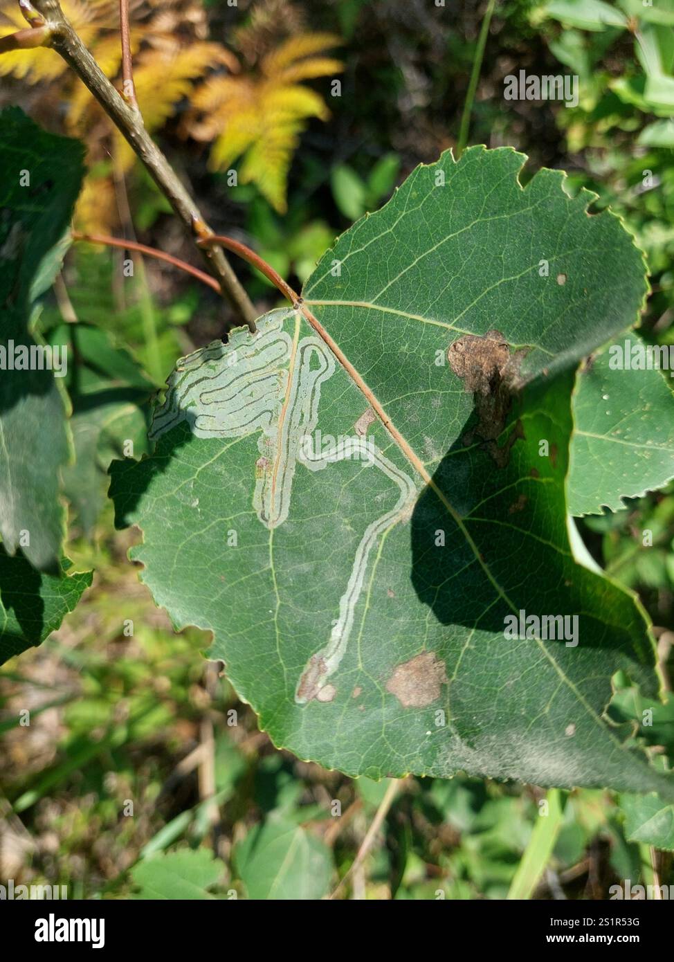 Aspen Serpentine Leafminer Moth (Phyllocnistis populiella Stock Photo ...