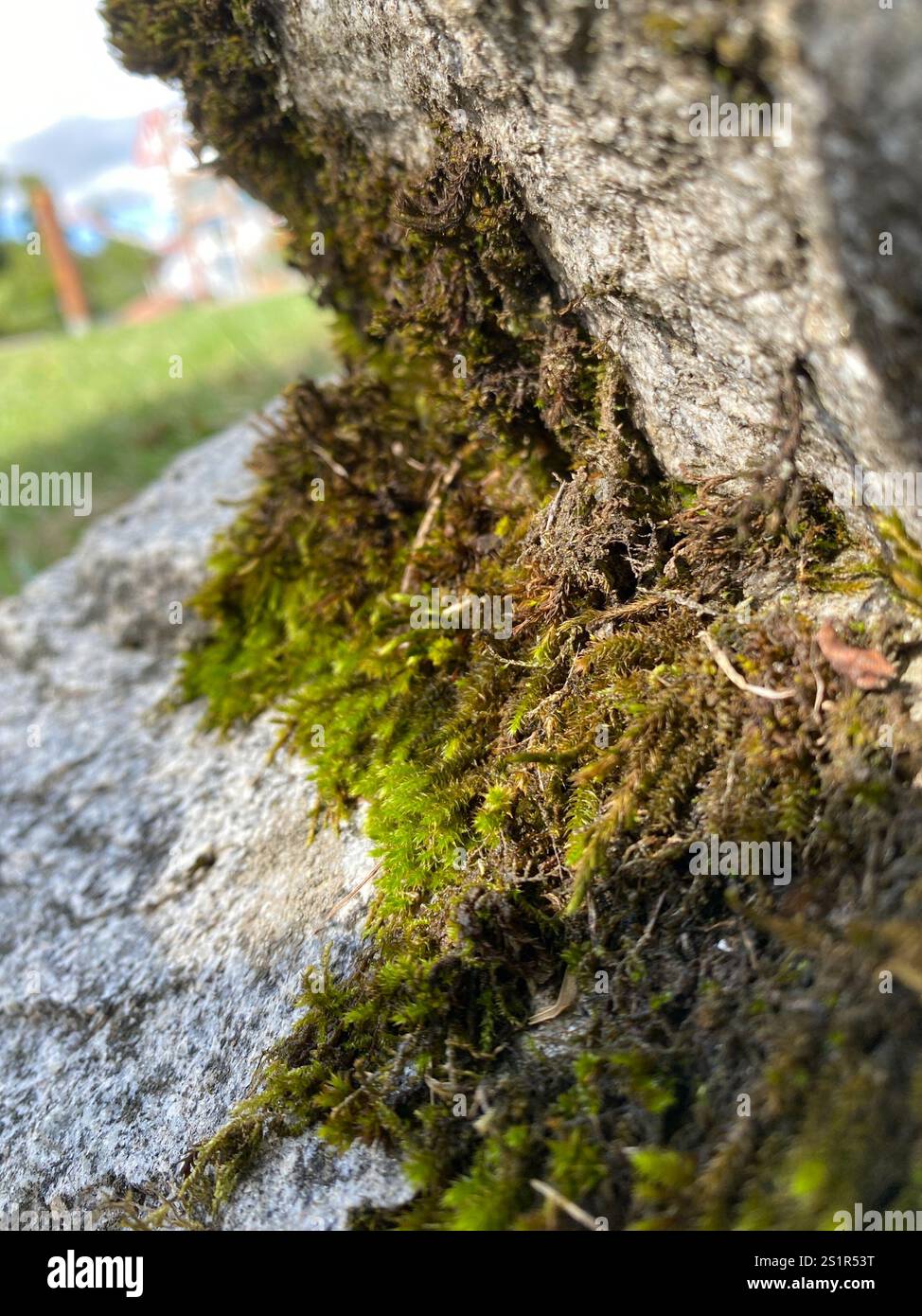 squirrel-tail moss (Leucodon sciuroides Stock Photo - Alamy