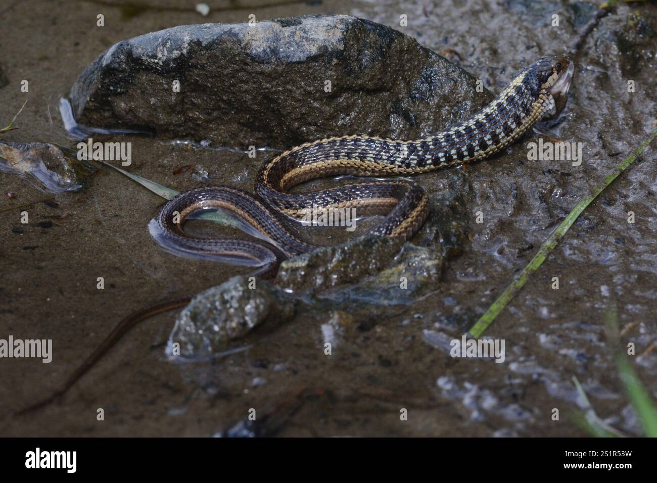 Western Terrestrial Garter Snake (Thamnophis elegans Stock Photo - Alamy