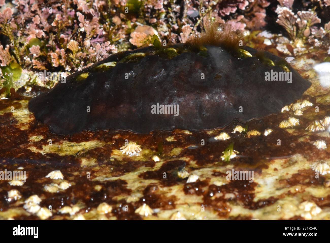 Black Leather Chiton (Katharina tunicata Stock Photo - Alamy