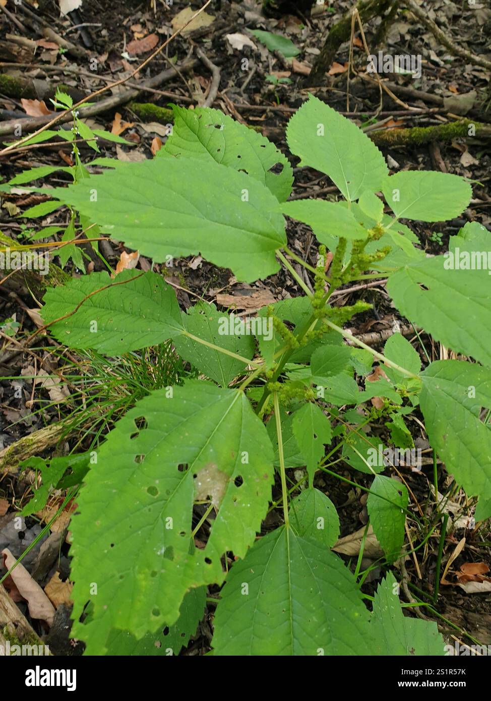 false nettle (Boehmeria cylindrica Stock Photo - Alamy