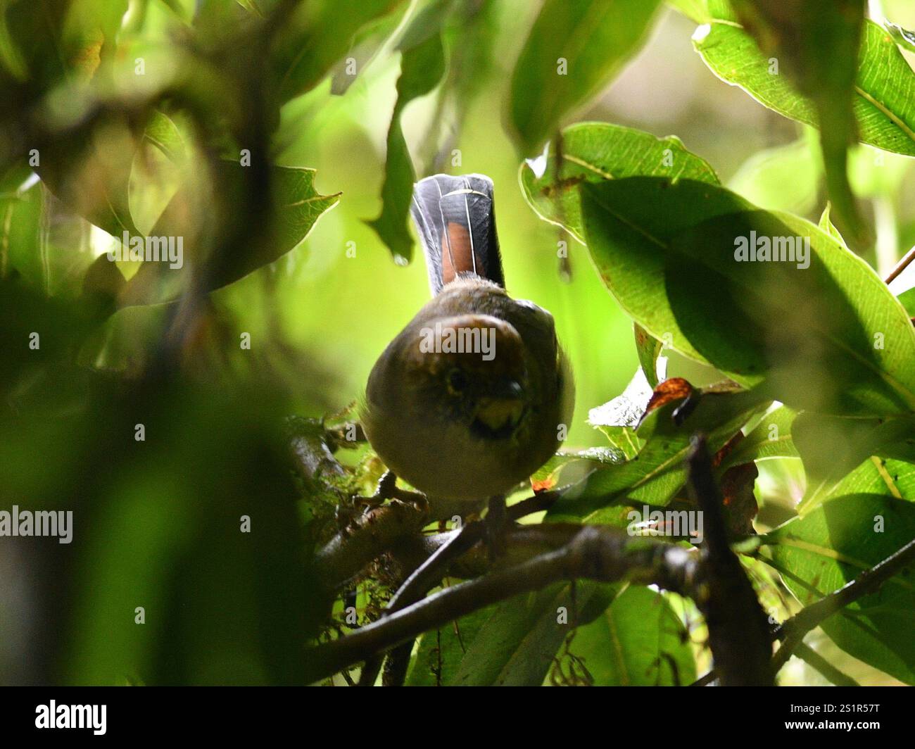 Chestnut-tailed Minla (Actinodura strigula Stock Photo - Alamy