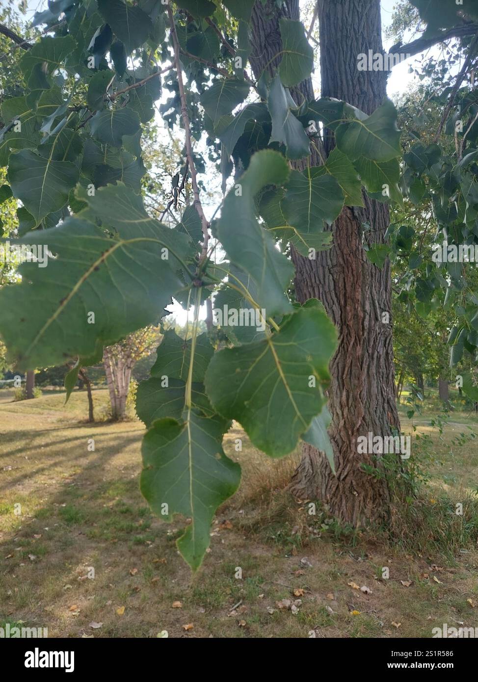 Eastern Cottonwood (Populus deltoides Stock Photo - Alamy