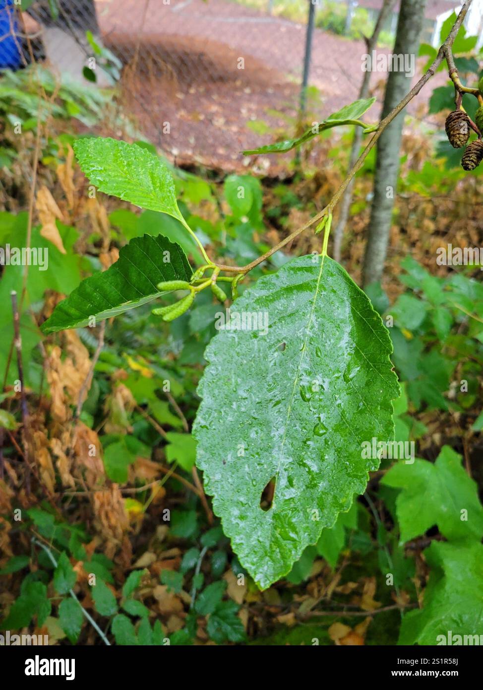 Red Alder (Alnus rubra Stock Photo - Alamy