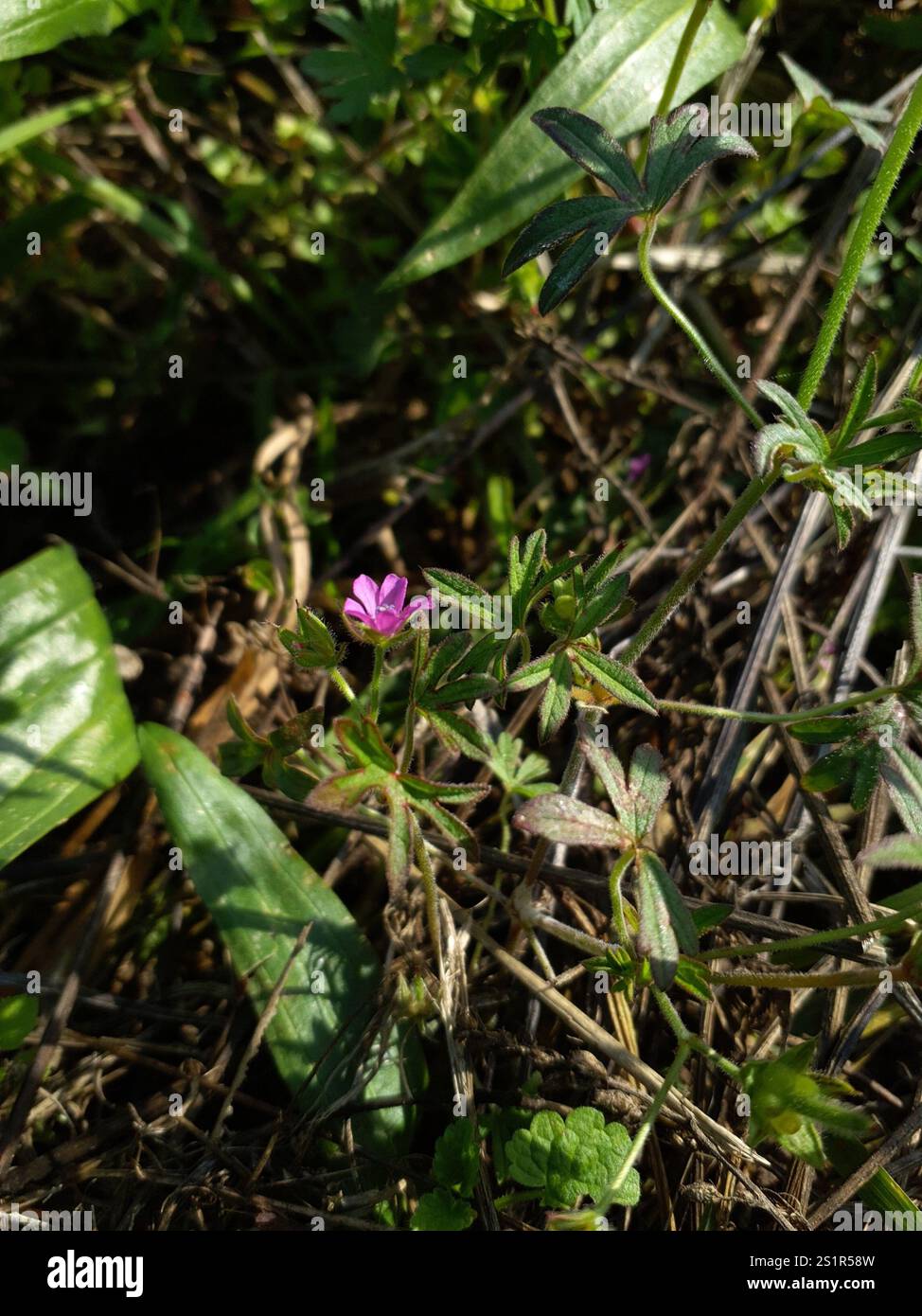 Cut-leaved crane's-bill (Geranium dissectum Stock Photo - Alamy