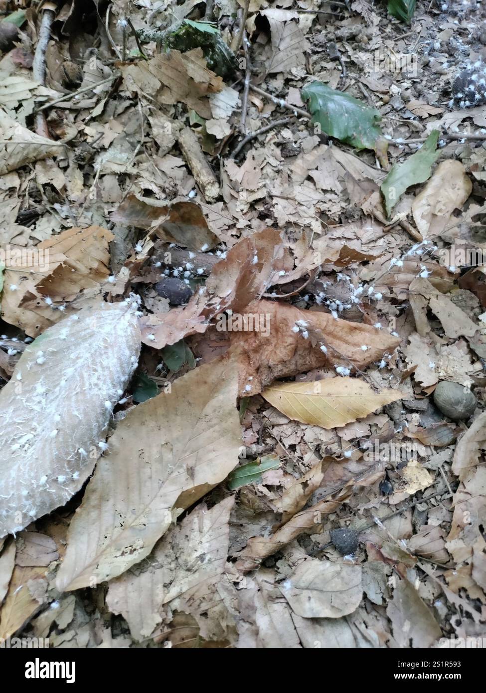 Grylloprociphilus hi-res stock photography and images - Alamy