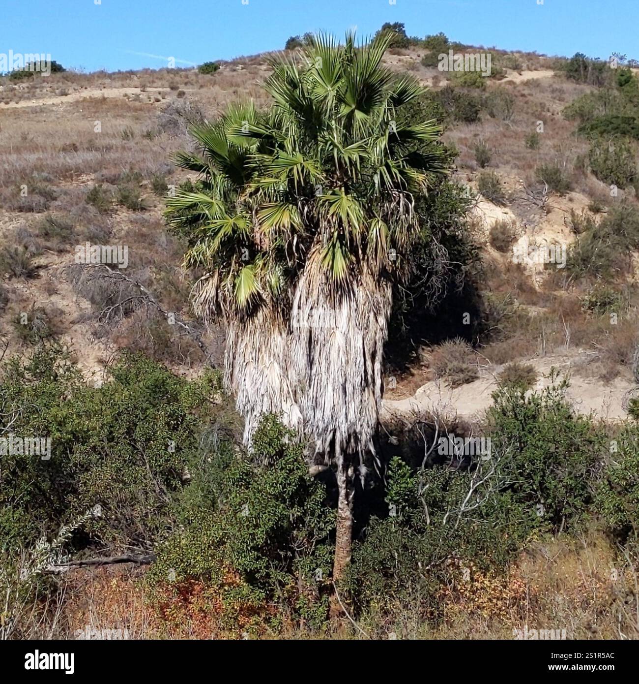Mexican Fan Palm (Washingtonia robusta Stock Photo - Alamy