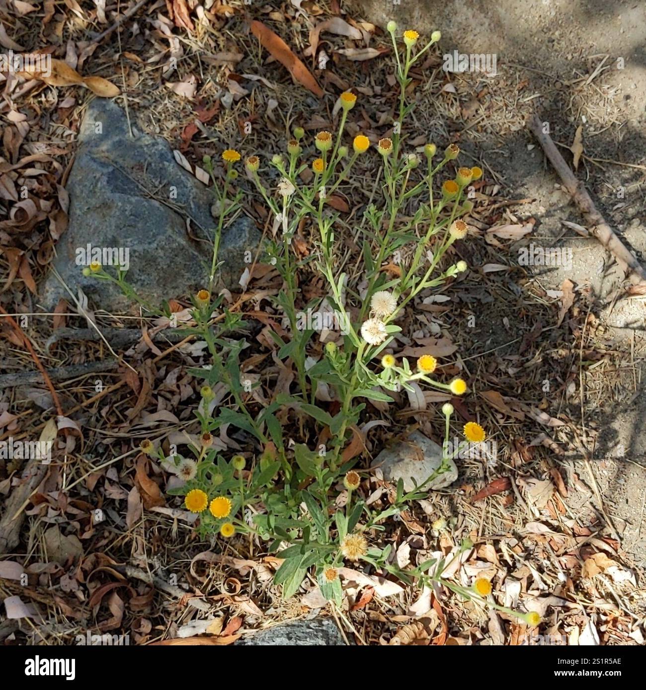 Spanish False Fleabane (Pulicaria paludosa Stock Photo - Alamy