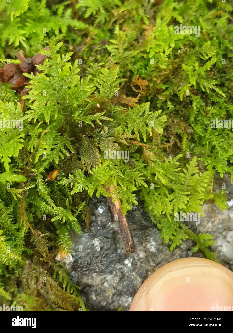 delicate fern moss (Thuidium delicatulum Stock Photo - Alamy