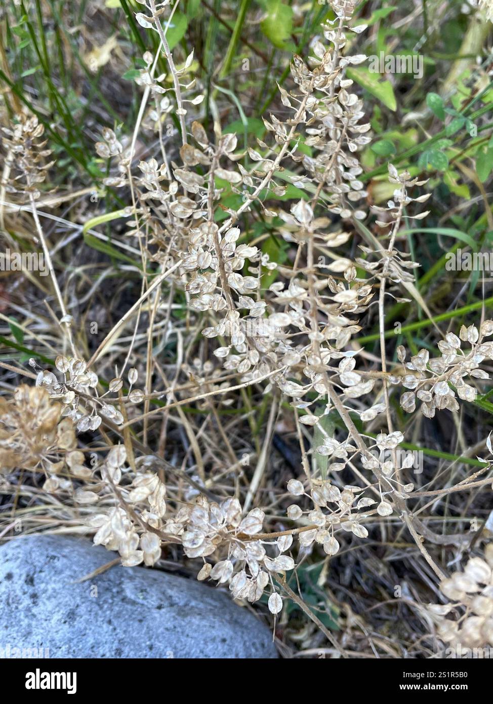 field peppergrass (Lepidium campestre Stock Photo - Alamy