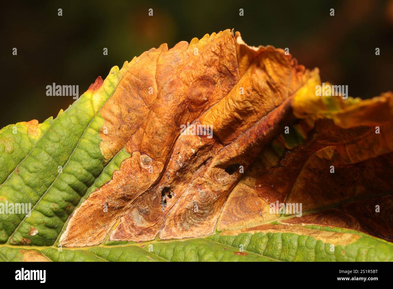 Aesculus leaf blotch (Phyllosticta sphaeropsoidea Stock Photo - Alamy