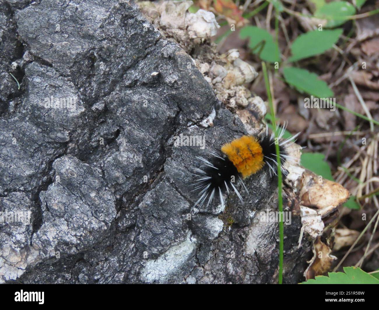 Spotted Tussock Moth (Lophocampa maculata Stock Photo - Alamy