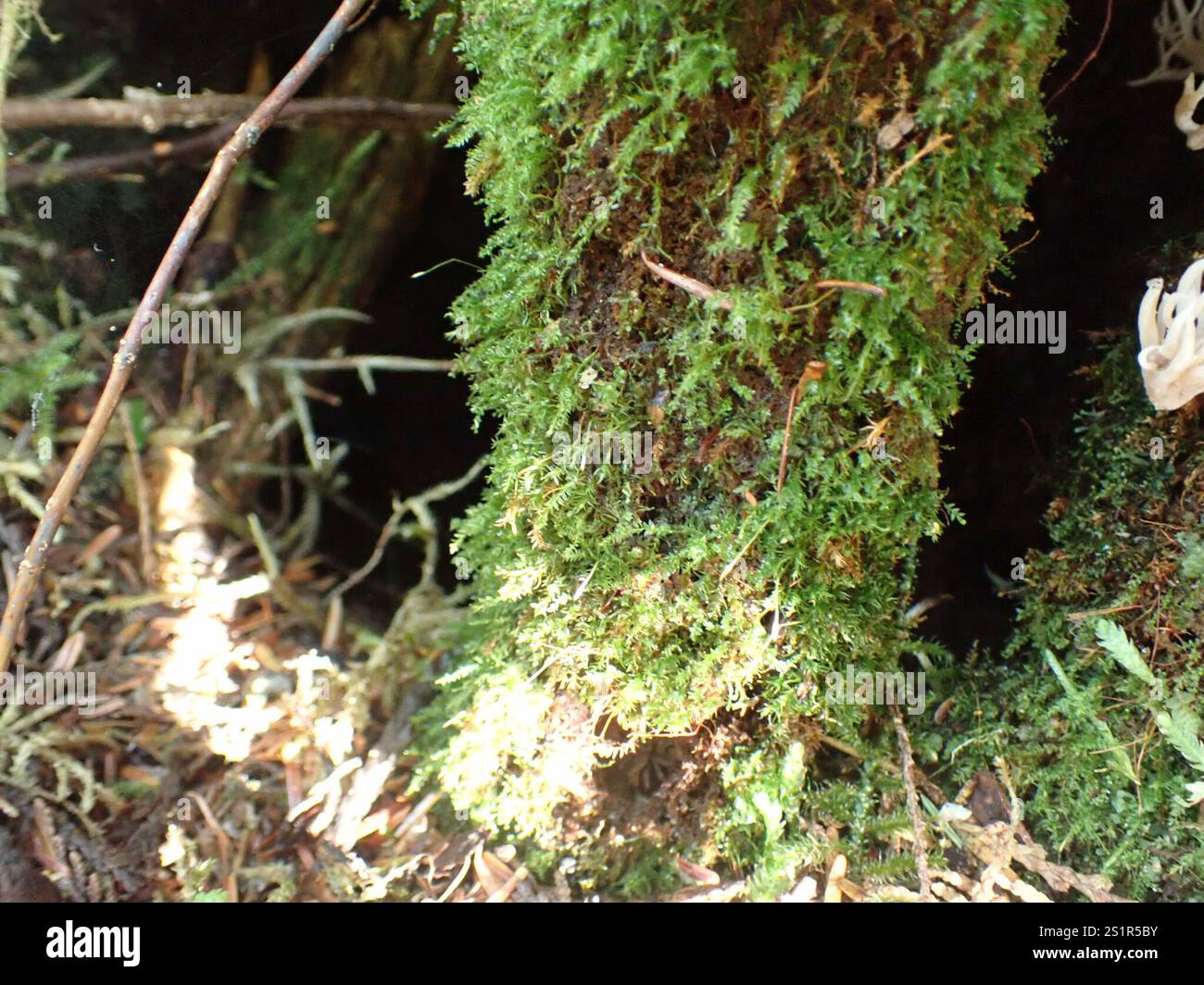 Geniculate Four-tooth Moss (Tetraphis geniculata Stock Photo - Alamy