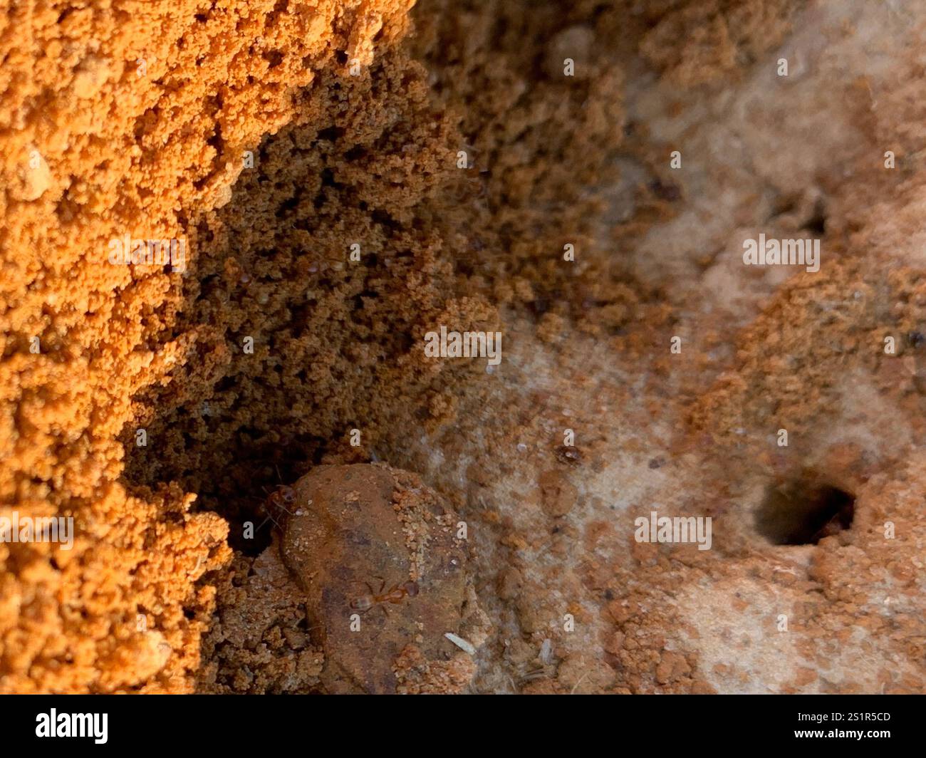 Yellow Pyramid Ant (Dorymyrmex flavus Stock Photo - Alamy