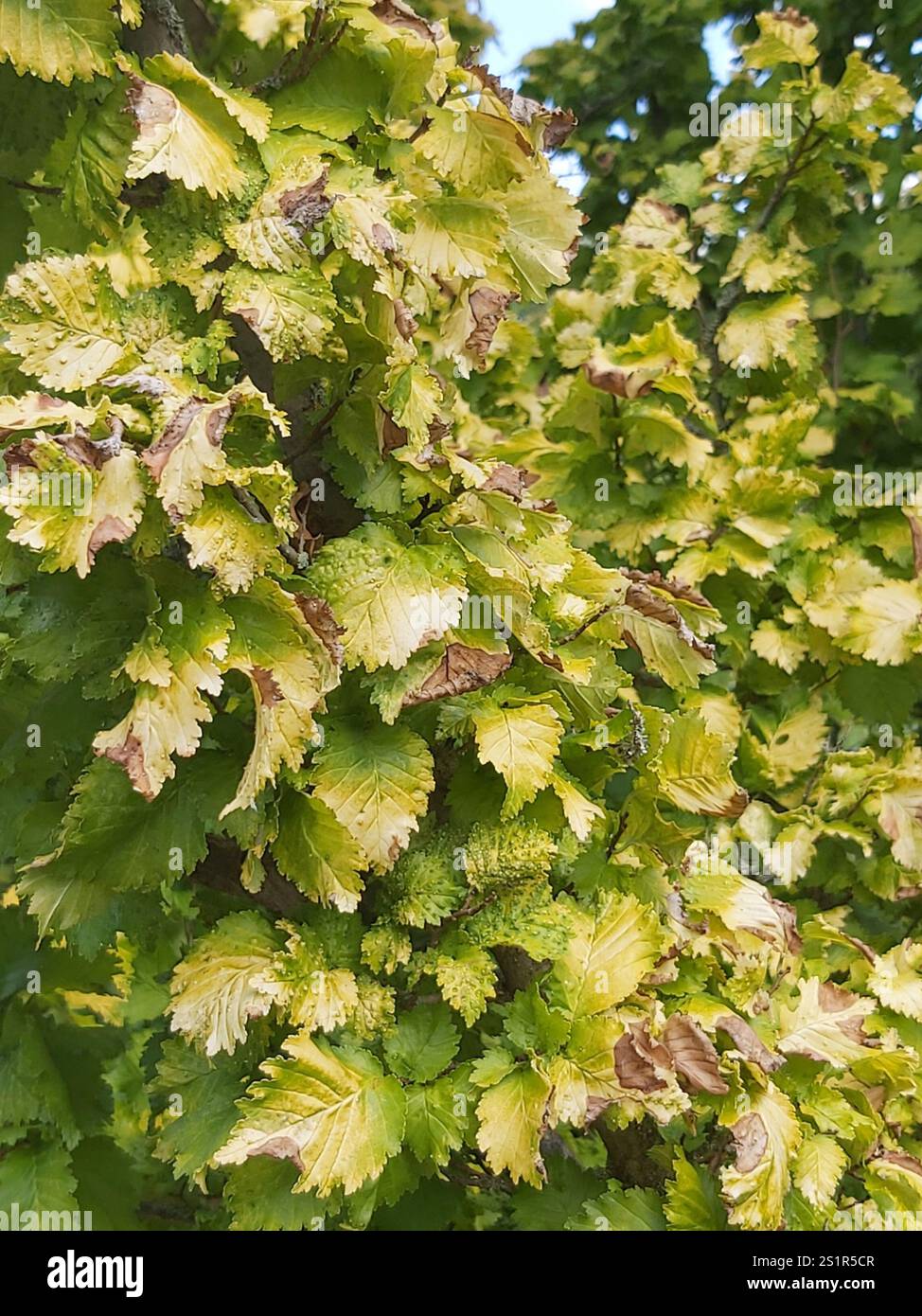 Gall and Rust Mites (Eriophyidae Stock Photo - Alamy