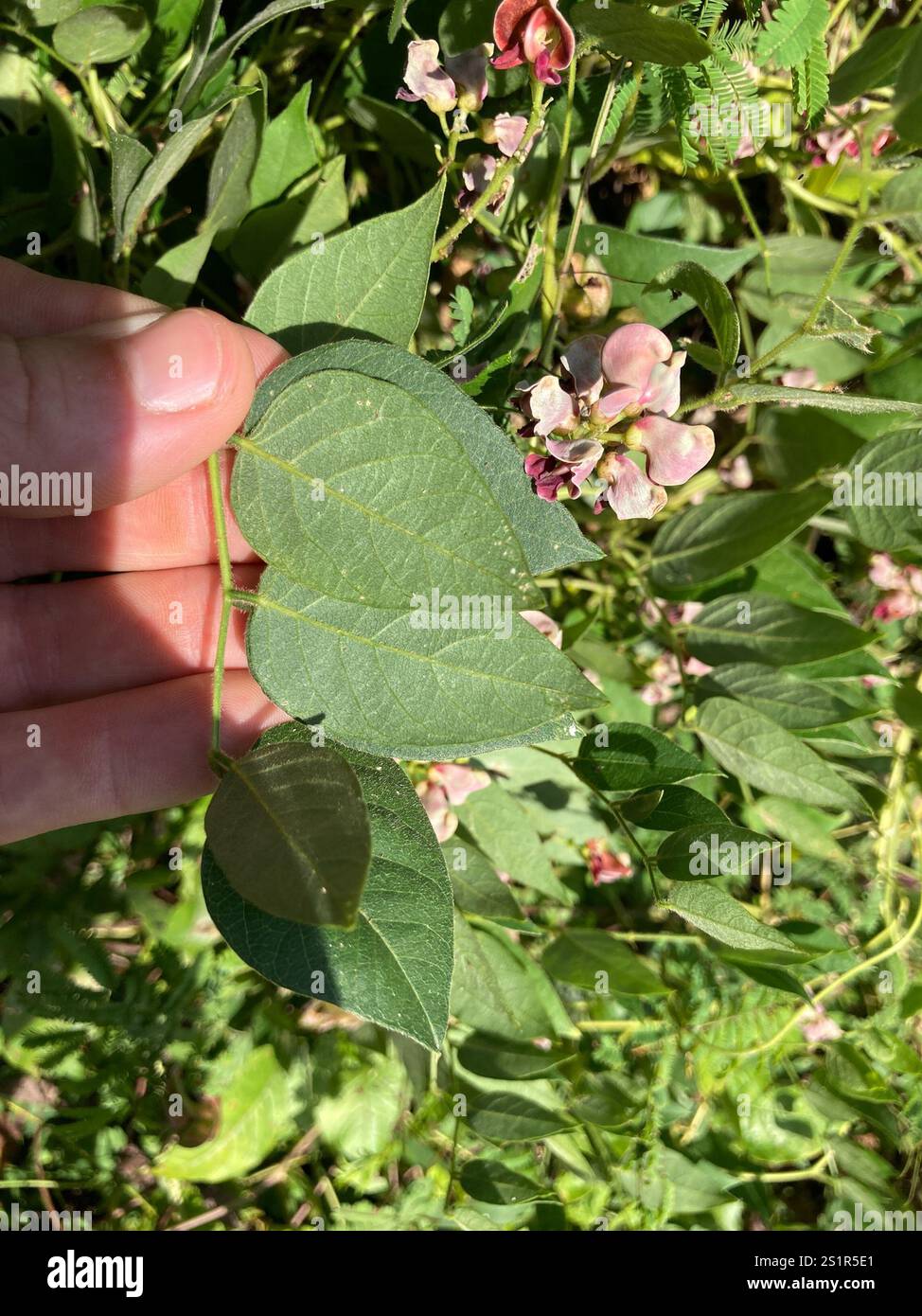 American groundnut (Apios americana Stock Photo - Alamy