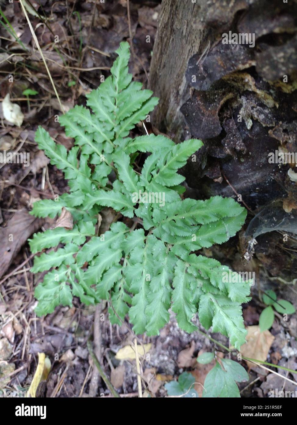 Cutleaf Grapefern (Sceptridium dissectum Stock Photo - Alamy