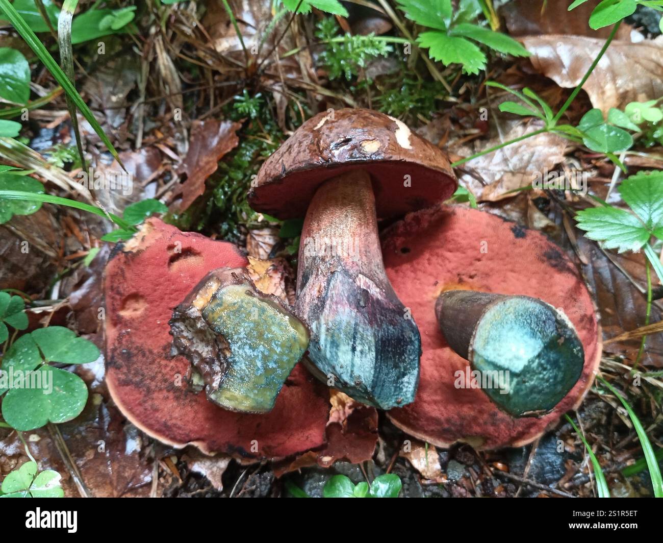 Dotted Stem Bolete (Neoboletus erythropus Stock Photo - Alamy