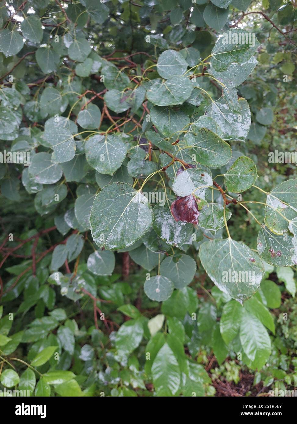 quaking aspen (Populus tremuloides Stock Photo - Alamy