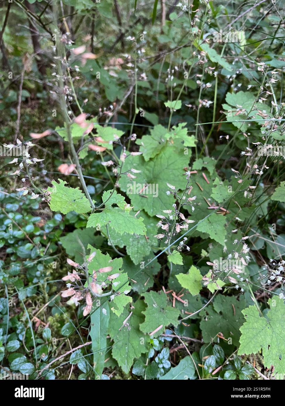 Oneleaf Foamflower (Tiarella trifoliata unifoliata Stock Photo - Alamy
