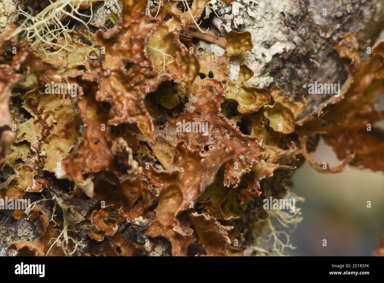 Tree Lungwort (Lobaria pulmonaria Stock Photo - Alamy