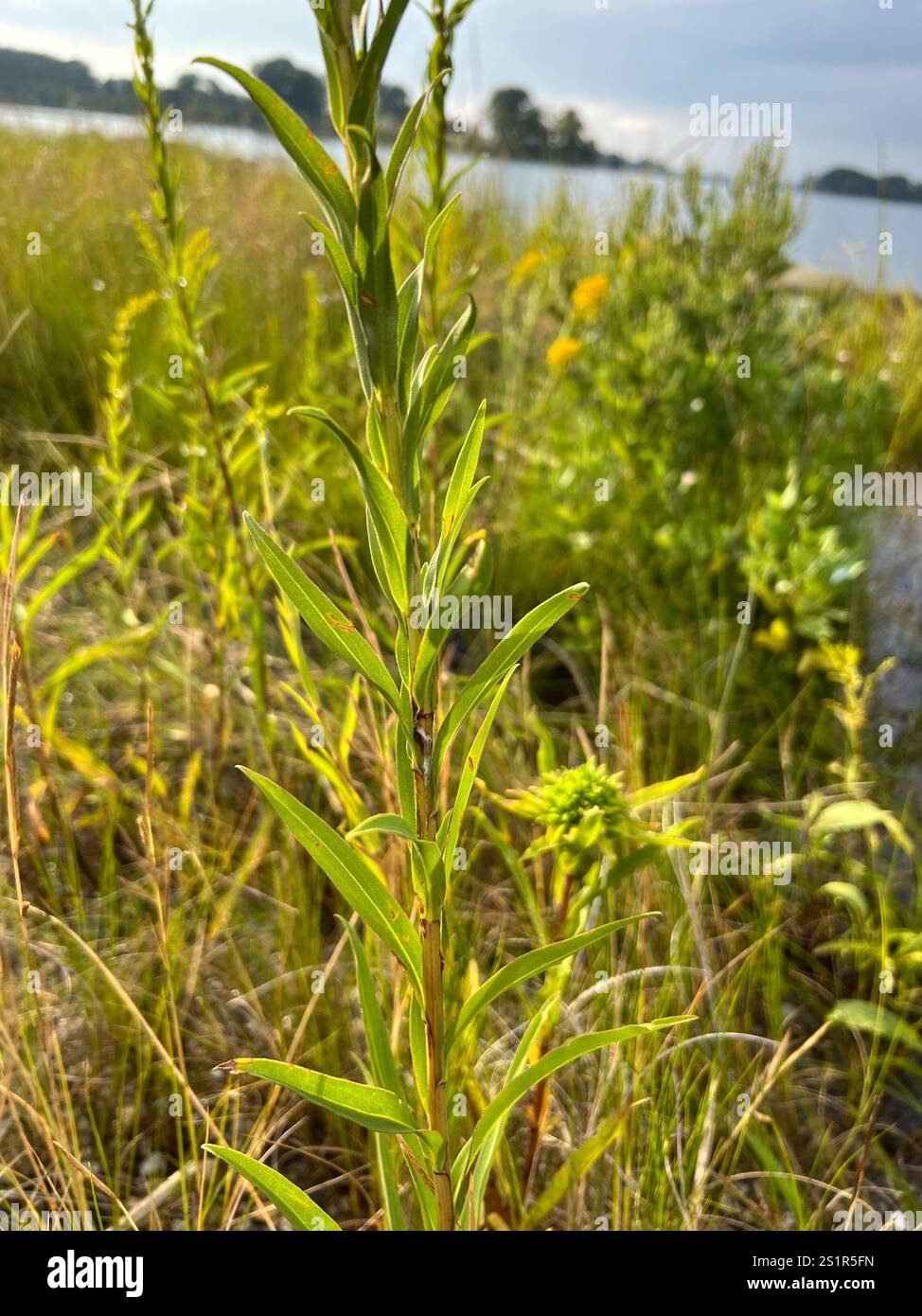 northern seaside goldenrod (Solidago sempervirens Stock Photo - Alamy