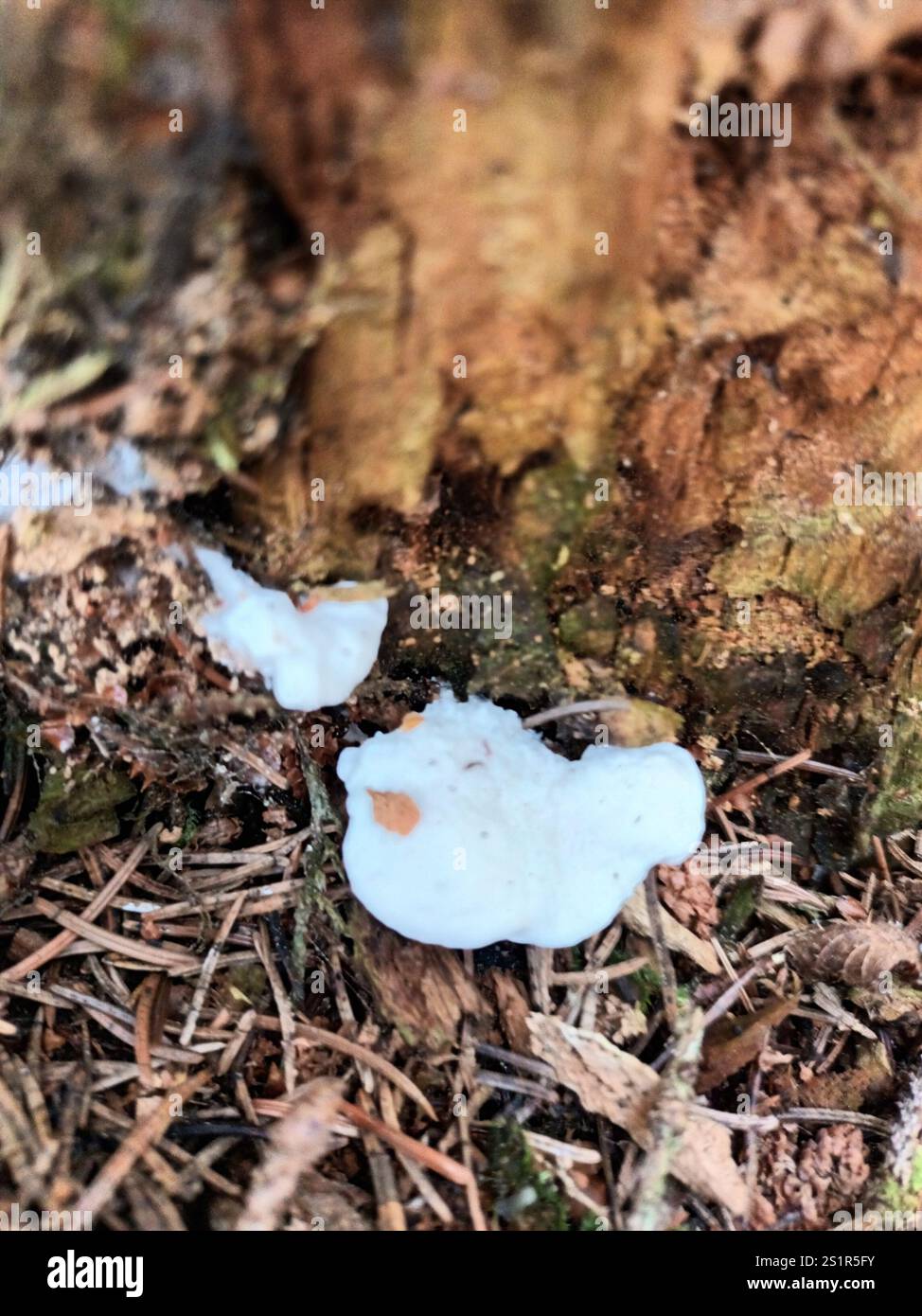 bracket polypores (Fomitopsidaceae Stock Photo - Alamy