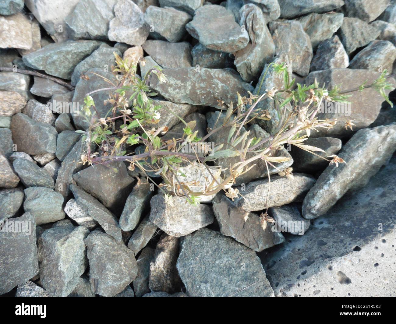 European field pansy (Viola arvensis Stock Photo - Alamy