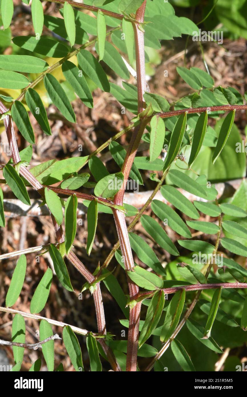 giant vetch (Vicia gigantea Stock Photo - Alamy