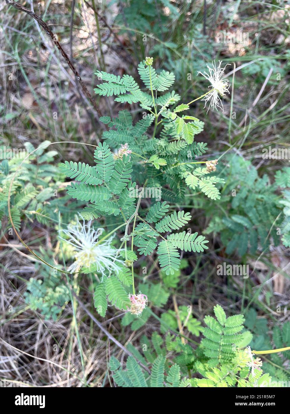 Velvet Bundleflower (Desmanthus velutinus Stock Photo - Alamy