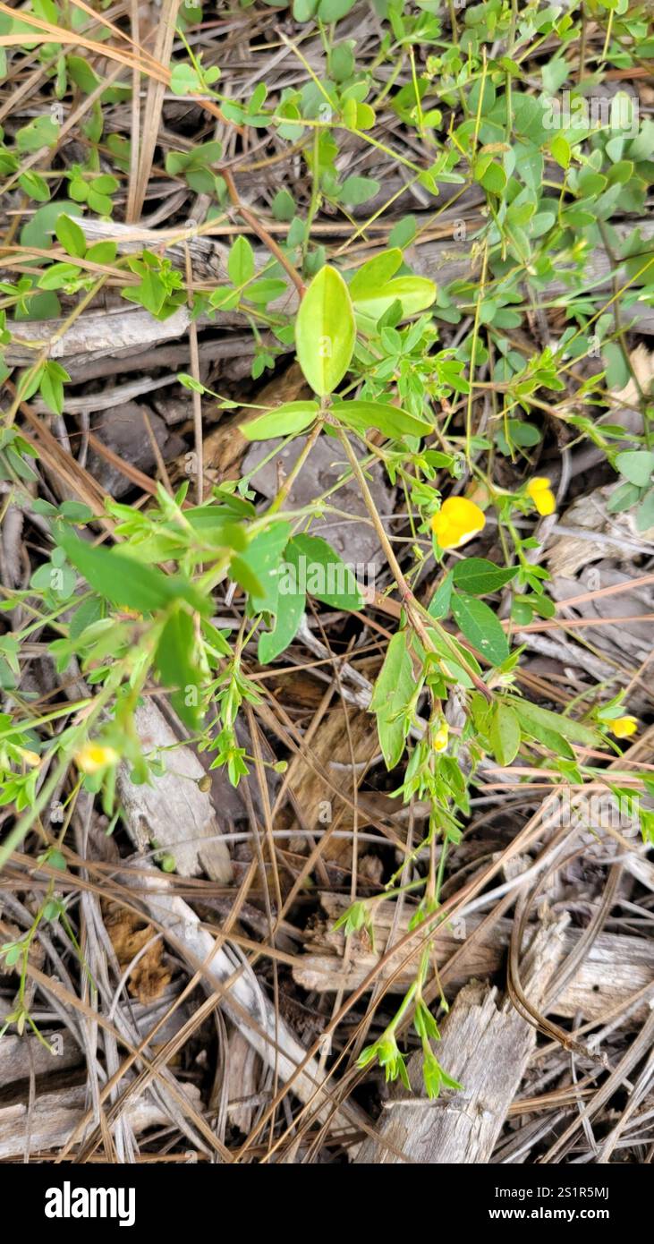 sidebeak pencilflower (Stylosanthes biflora Stock Photo - Alamy