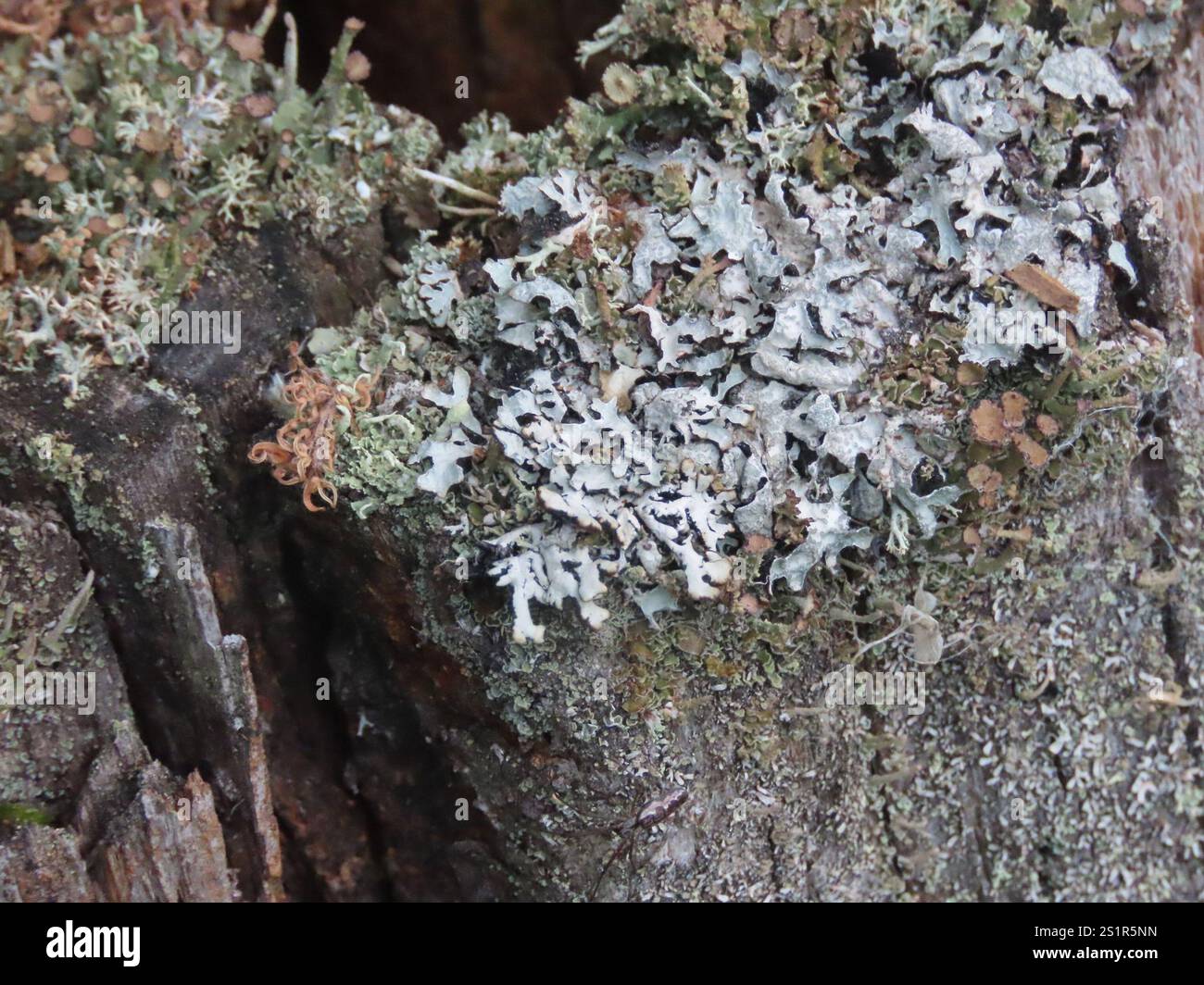 shield lichen (Parmelia sulcata Stock Photo - Alamy
