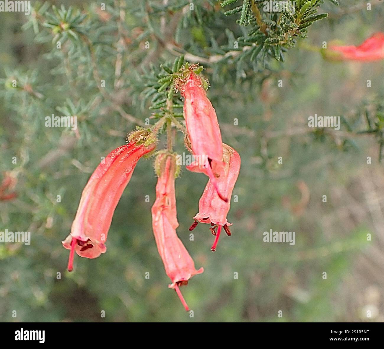 Common Glandular Heath (Erica glandulosa glandulosa Stock Photo - Alamy