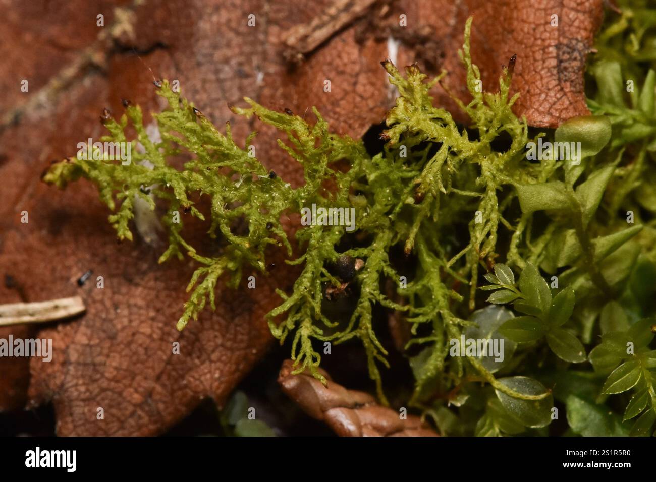 fern mosses (Thuidium Stock Photo - Alamy