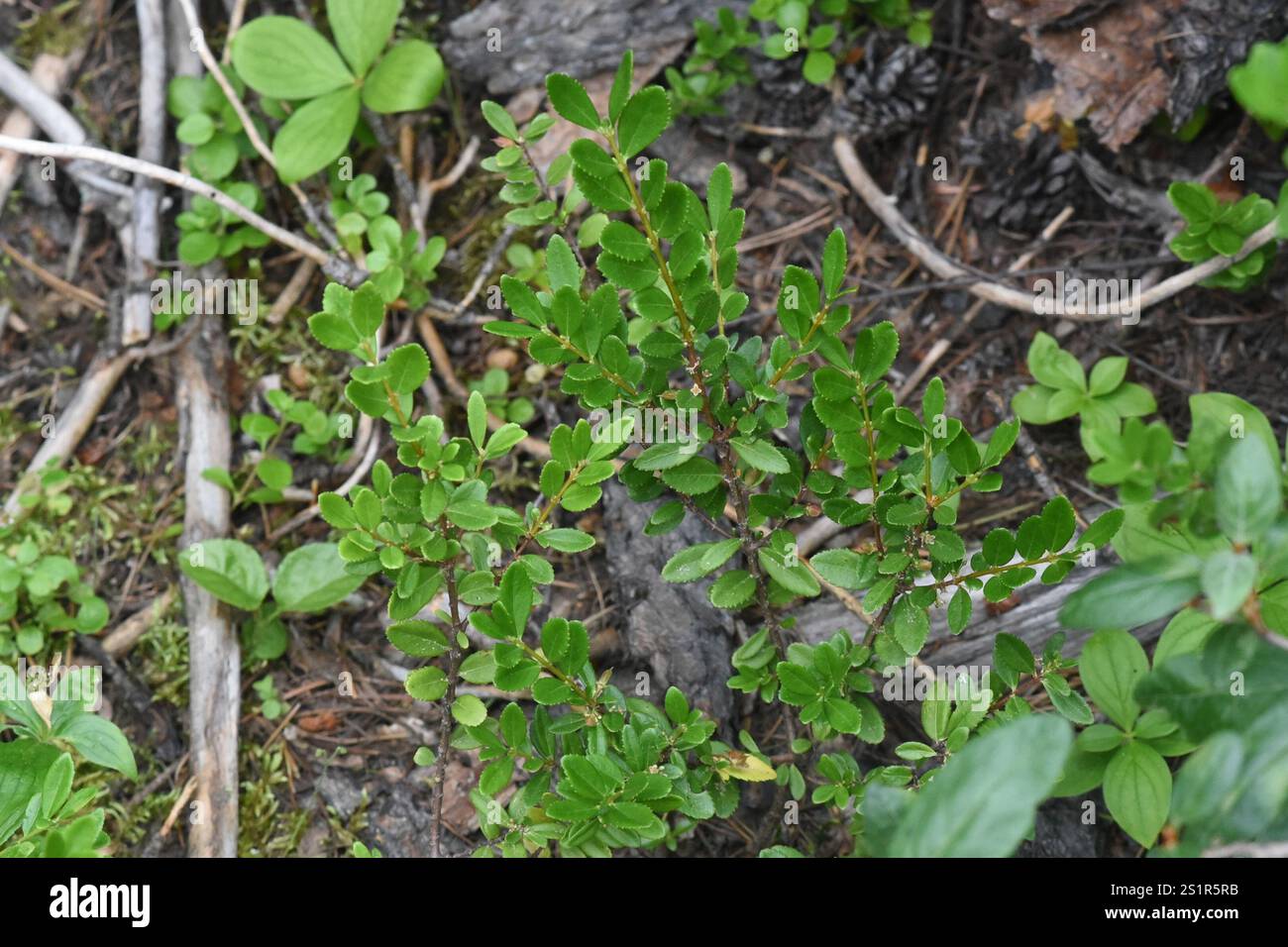 Oregon Boxwood (Paxistima myrsinites Stock Photo - Alamy