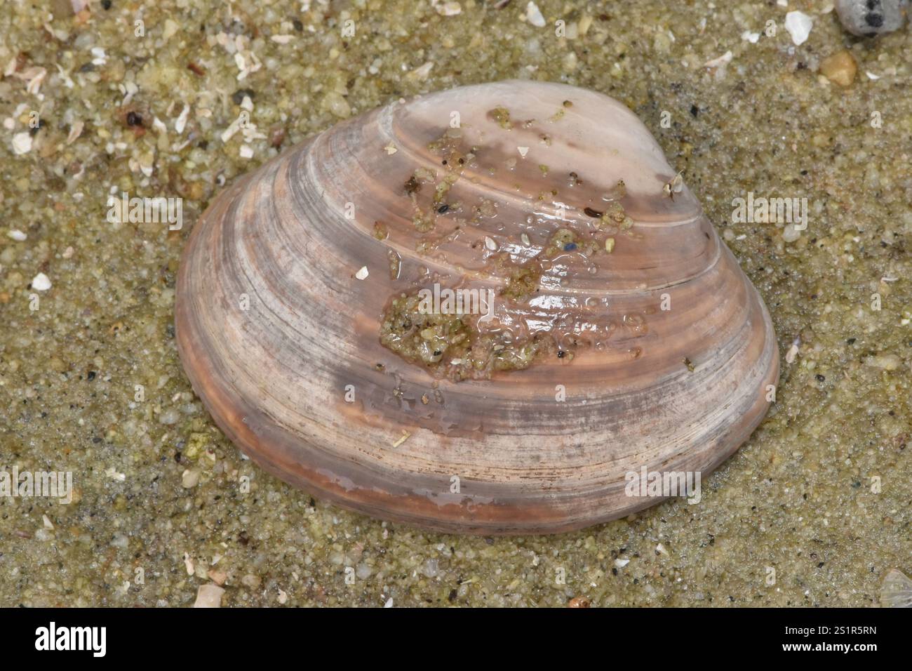Butter Clam (Saxidomus gigantea Stock Photo - Alamy
