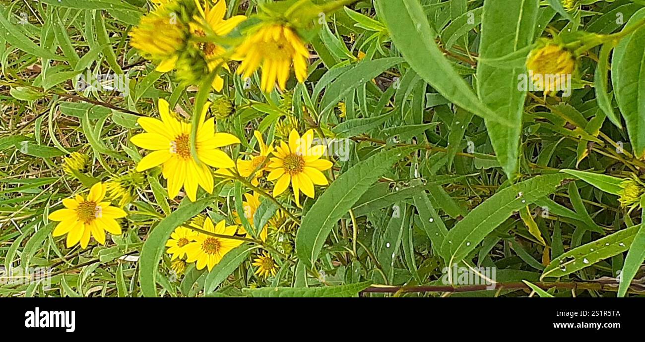 sawtooth sunflower (Helianthus grosseserratus Stock Photo - Alamy