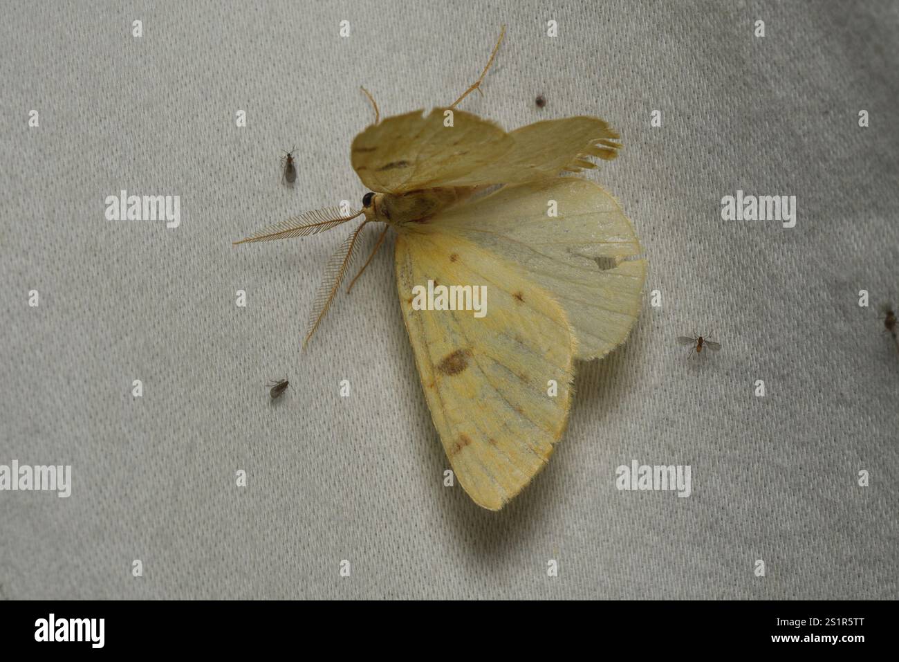 Sulphur Moth (Hesperumia sulphuraria Stock Photo - Alamy