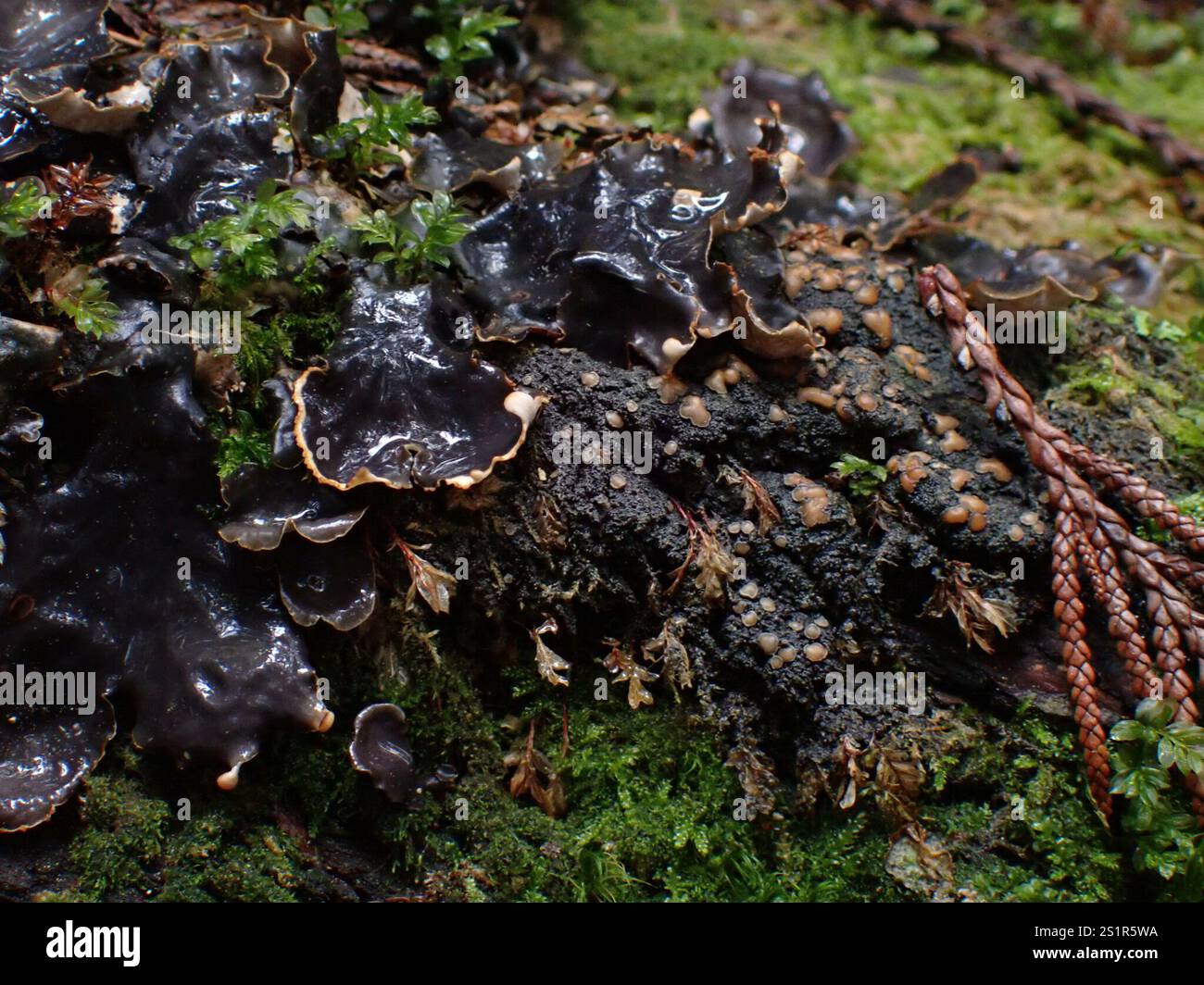 Brown-gray Moss-shingle Lichen (Protopannaria pezizoides Stock Photo ...