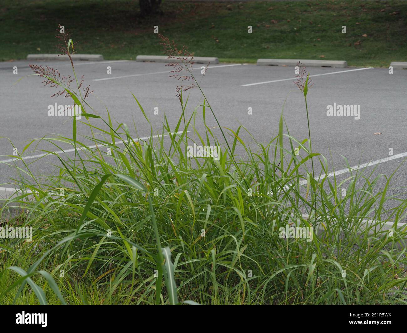 Johnson grass (Sorghum halepense Stock Photo - Alamy