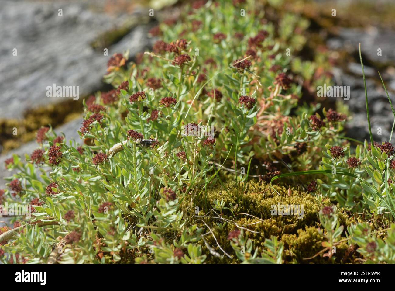 western roseroot (Rhodiola integrifolia Stock Photo - Alamy
