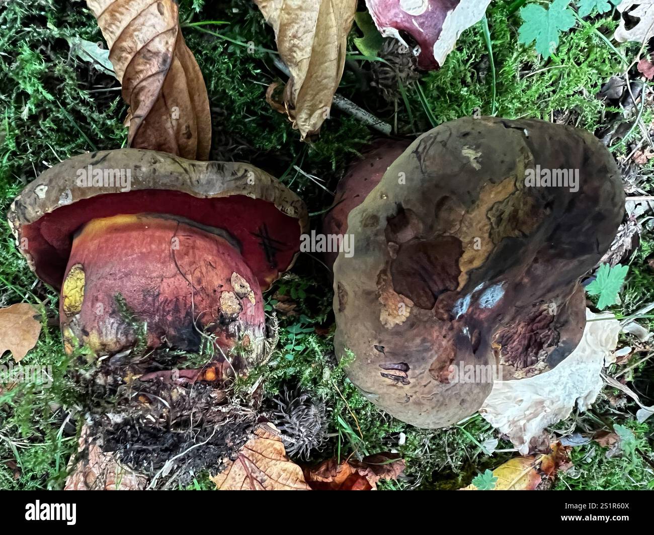 Dotted Stem Bolete (Neoboletus erythropus Stock Photo - Alamy