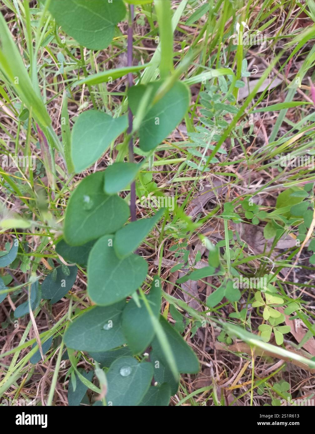 Moonseed vine hi-res stock photography and images - Alamy