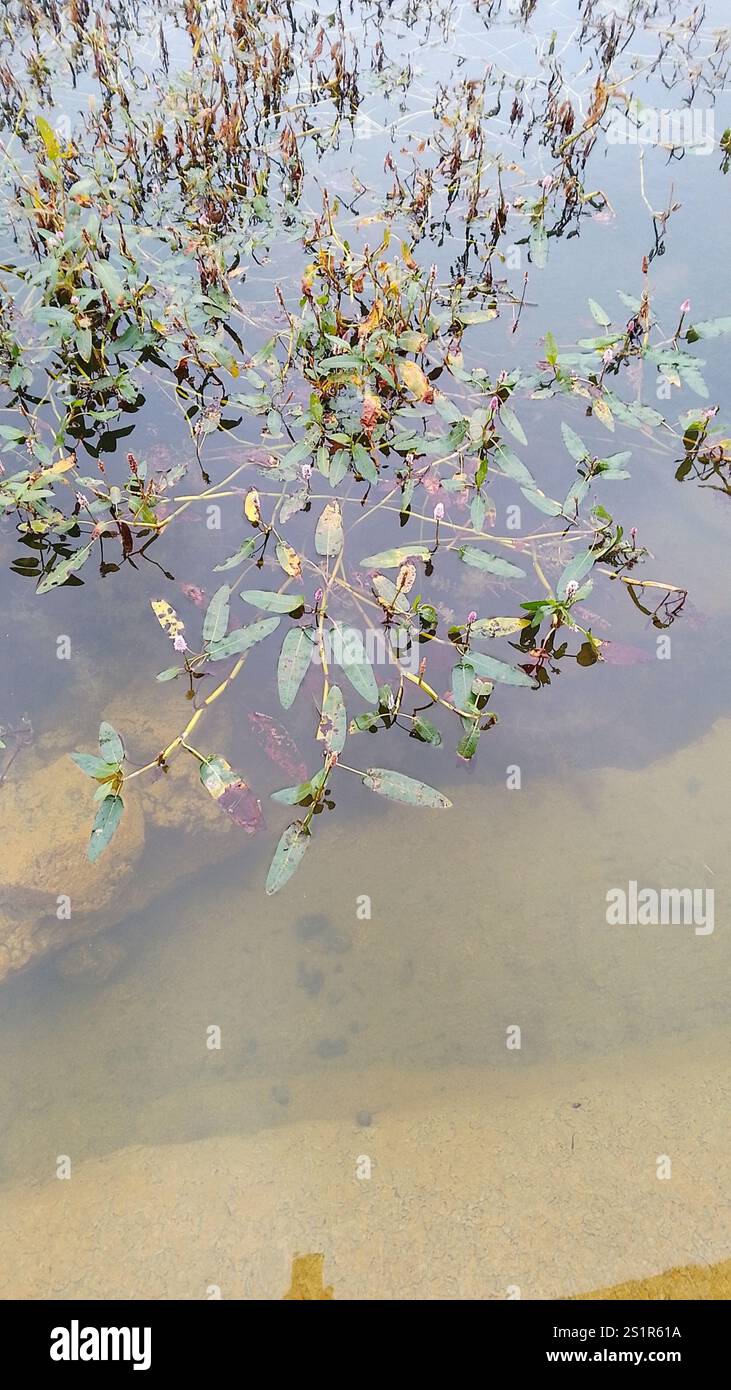 water smartweed (Persicaria amphibia Stock Photo - Alamy