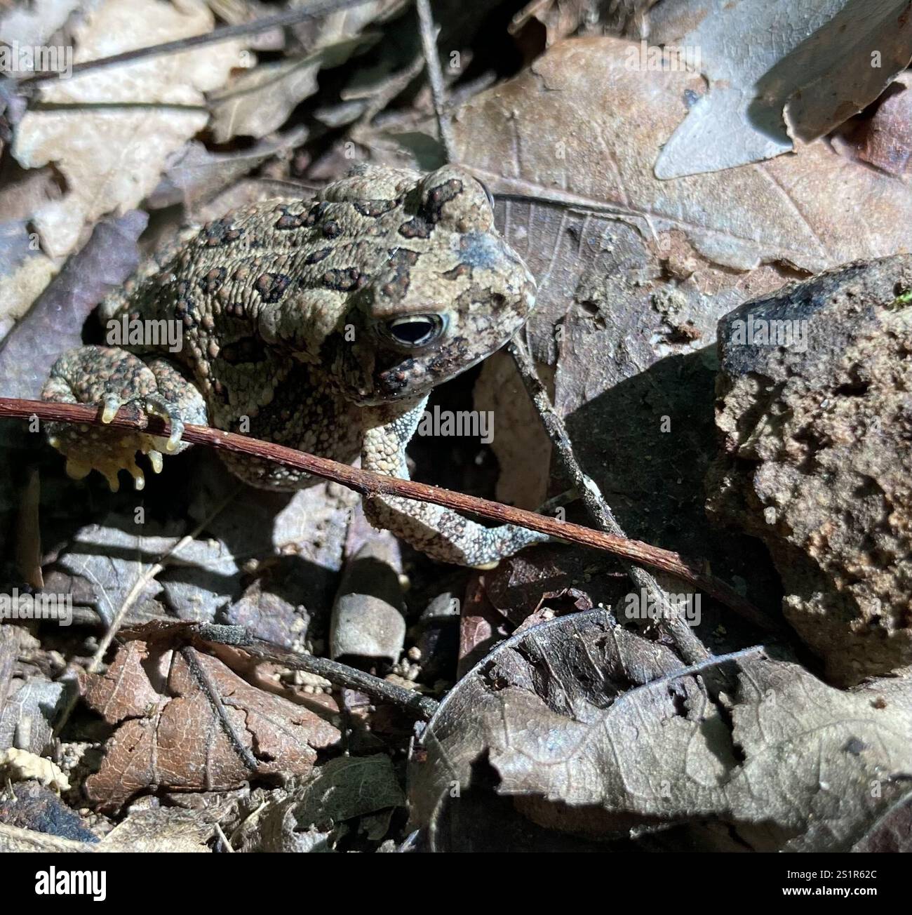Fowler's Toad (Anaxyrus fowleri Stock Photo - Alamy