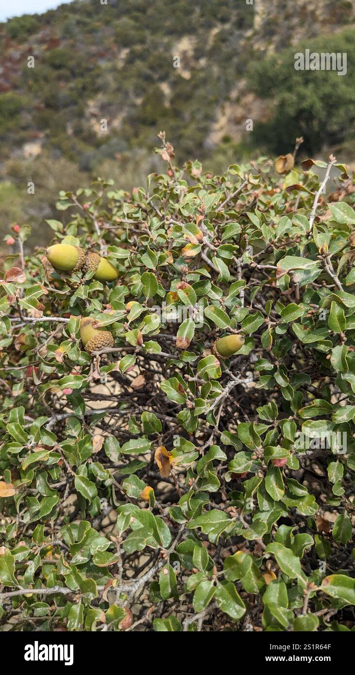 California scrub oak (Quercus berberidifolia Stock Photo - Alamy