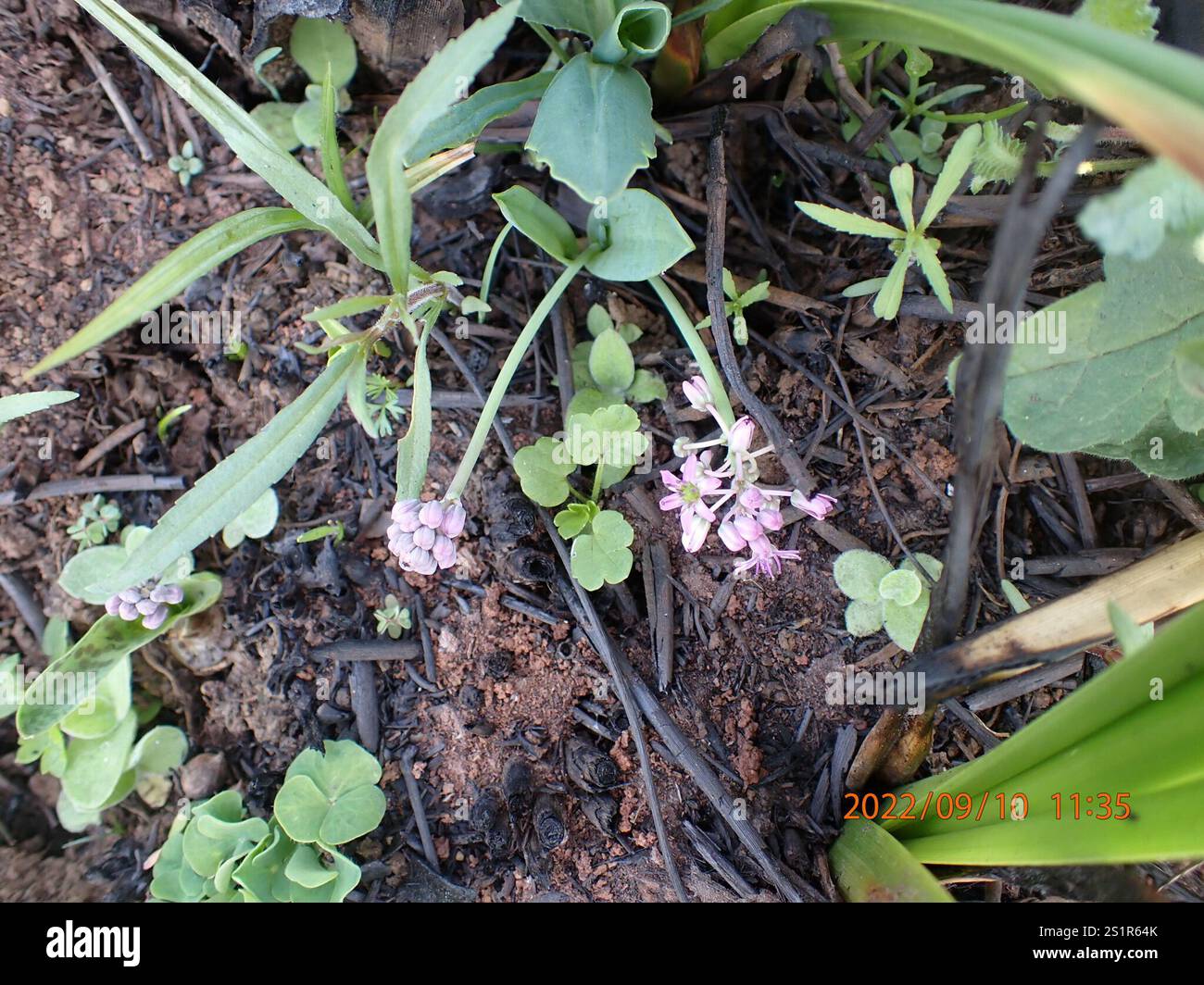 Cooper’s African hyacinth (Ledebouria cooperi Stock Photo - Alamy